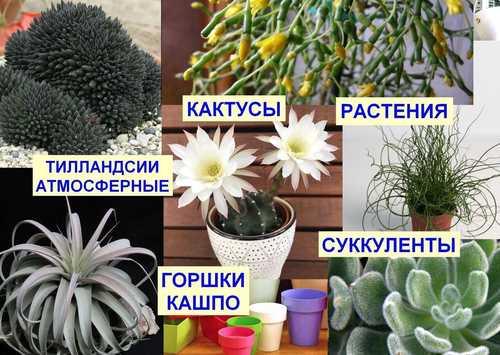 Растения,кактусы/суккуленты,кашпо