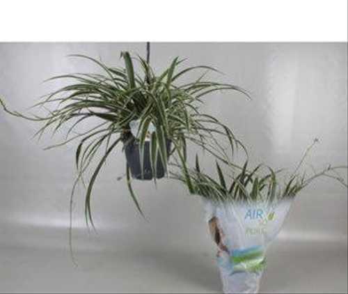 Хлорофитум Chlorophytum Com Vittatum Air So Pure