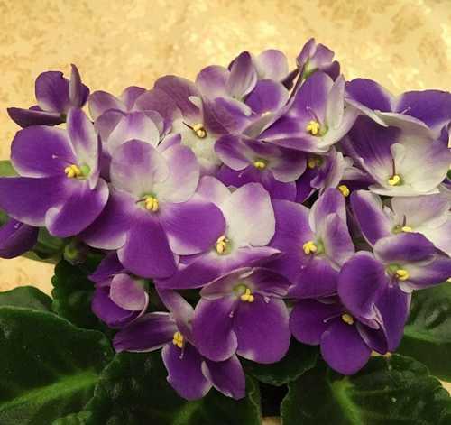 Фиалка(сенполия)