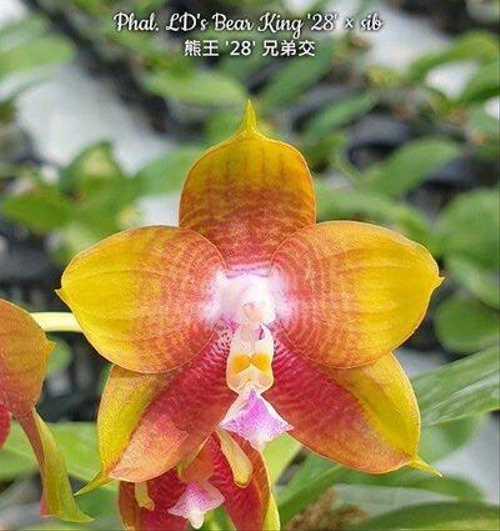 Орхидея фаленопсис В81 Phal. LD's Bear King '28'