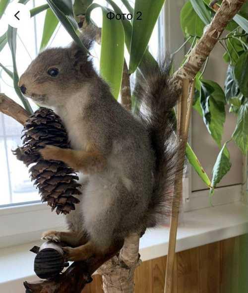 Белка (чучело)