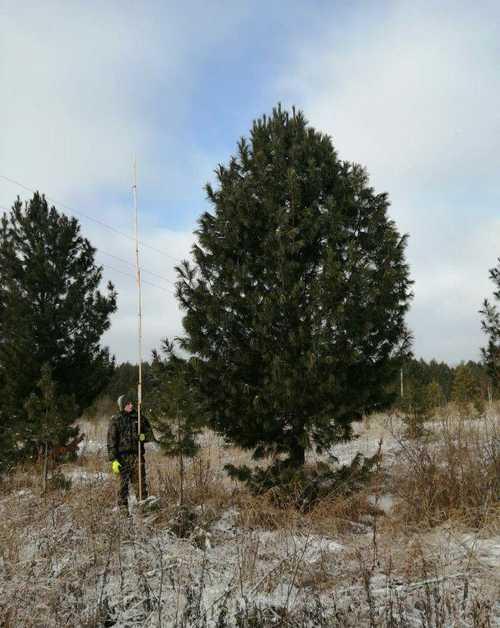 Деревья крупномер, кедр, ель, пихта
