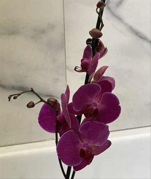 Орхидея фаленопсис Стелленбош