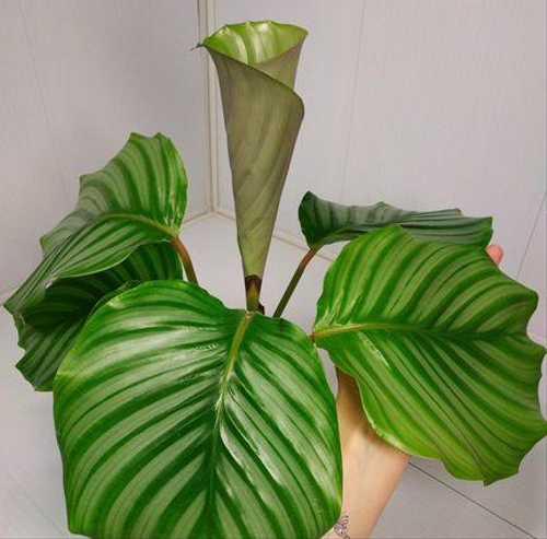 Калатея орбифолия (Calathea orbifolia)