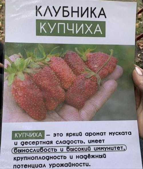 Сорт клубники купчиха описание сорта фото отзывы. Земклуника Купчиха куст. Земляника сорт Купчиха характеристика. Рассада клубники Купчиха.