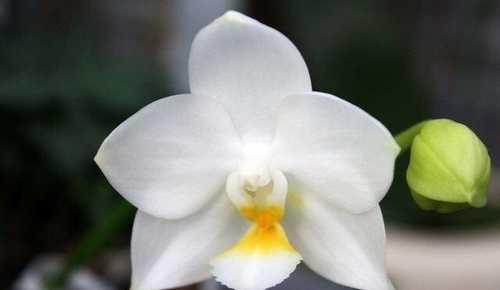 Орхидея фаленопсис Phal tzu chiang chrisna