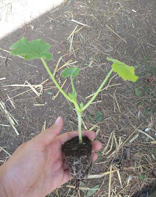 Кабачки и патиссон