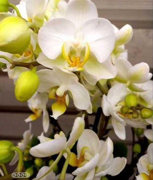 Орхидея фаленопсис мультифлора подарочная
