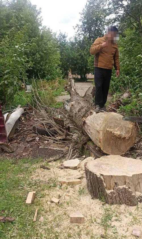 Дерево спиленное на дрова. самовывоз. дкж