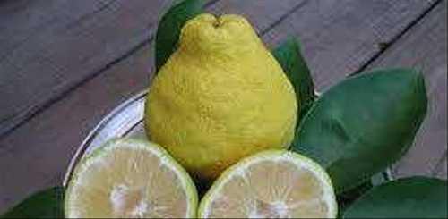 Сладкий лимон санбокан