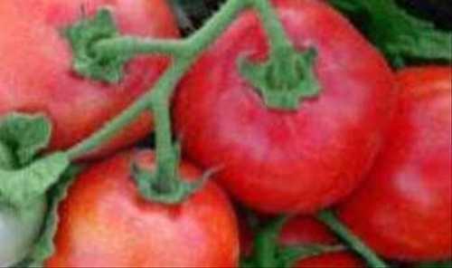 Семена безрассадного томата Зафар Турция