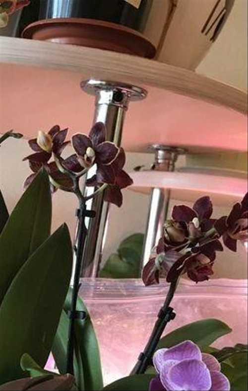 Орхидея фаленопсис тайсуко кобальт
