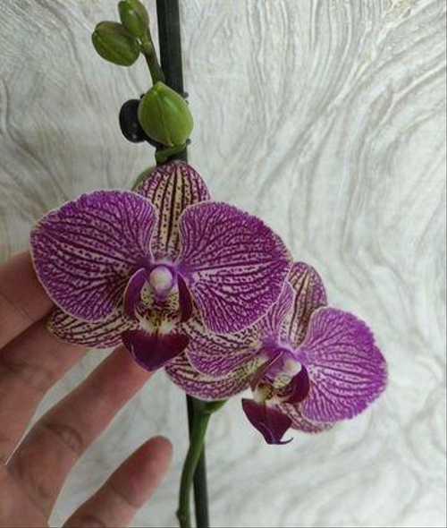 Орхидея фаленопсис Аркадия