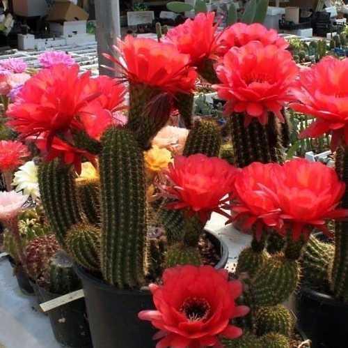 Кактус Trichocereus Grandiflorus