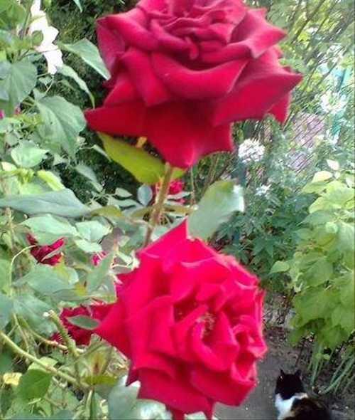 Цветы розы