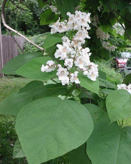 Семена катальпа прекрасная