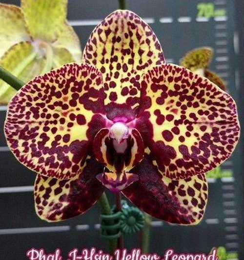 Орхидея фаленопсис I-Hsin Yellow Leopard