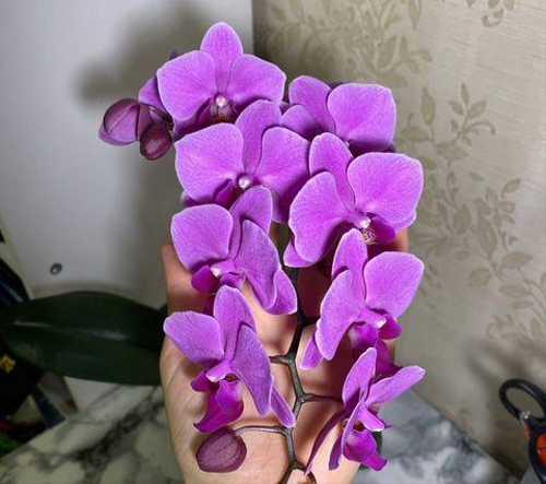 Орхидея фаленопсис Red Shoues Lady