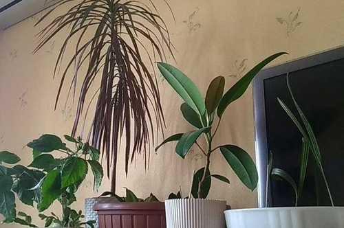 Растения в дом,офис
