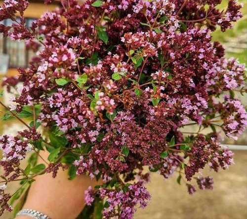 Душица лекарственная, сушёные цветки