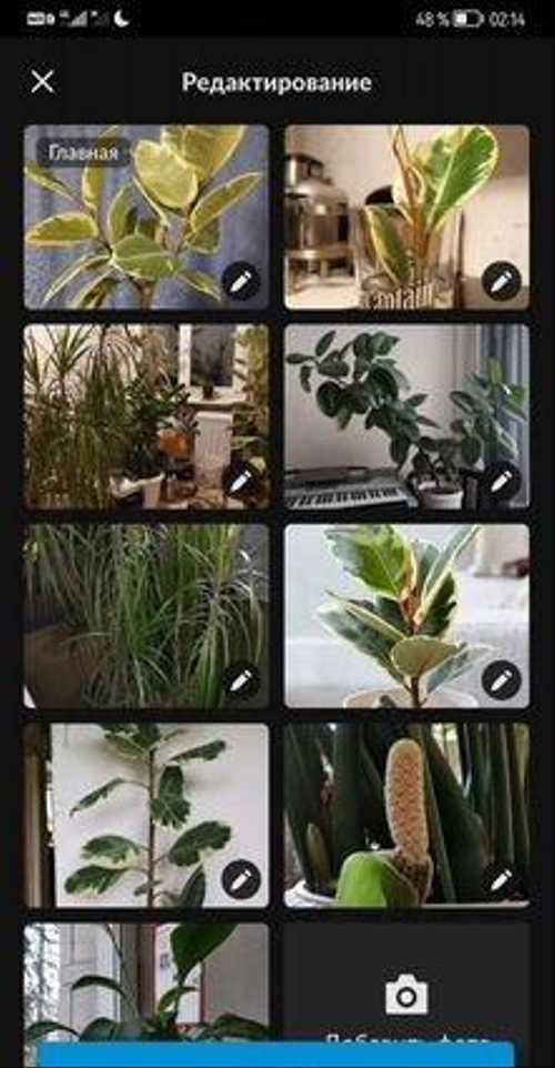 Фикусы, комнатные растения, разные