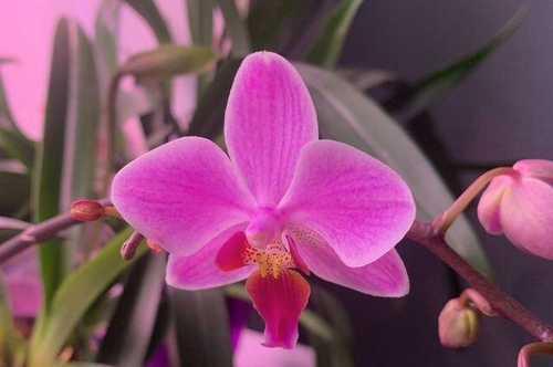 Орхидея фаленопсис шиллериана