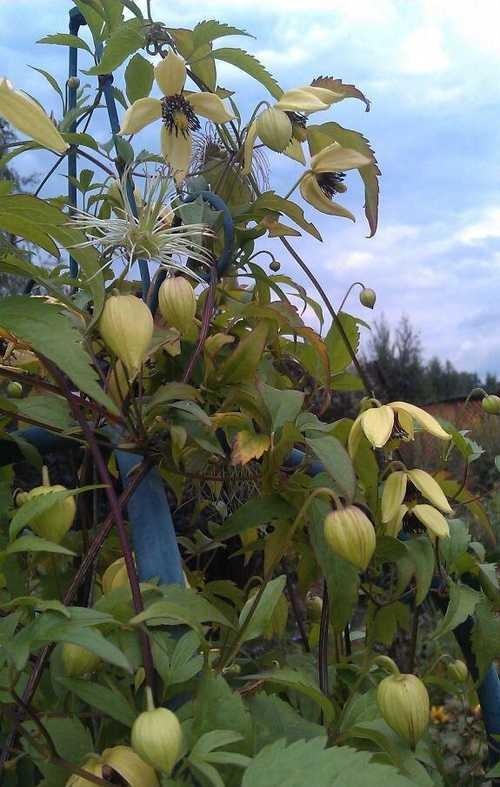 Клематис видовой