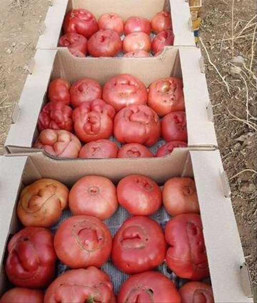 Семена томатов "юсуповский"