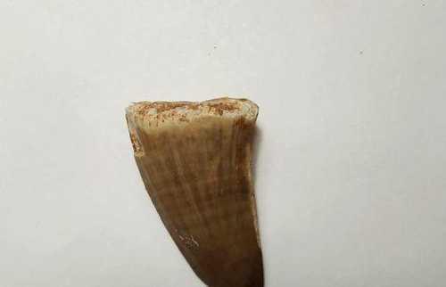 Зуб Мозазавра (Mosasaurus)