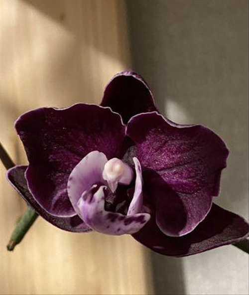 Орхидея Юкка