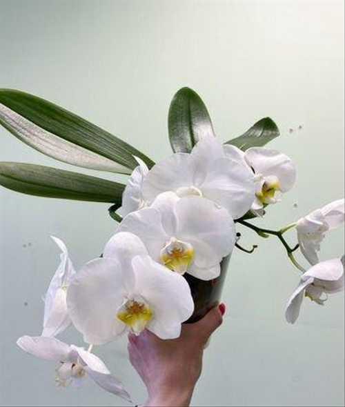 Ампельная белая орхидея