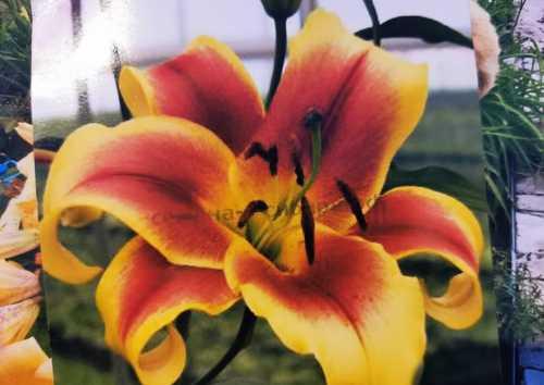 Нежные и загадочные Лилии для вашего дивного сада