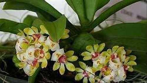 Орхидея Gastrochilus Japonicus sib