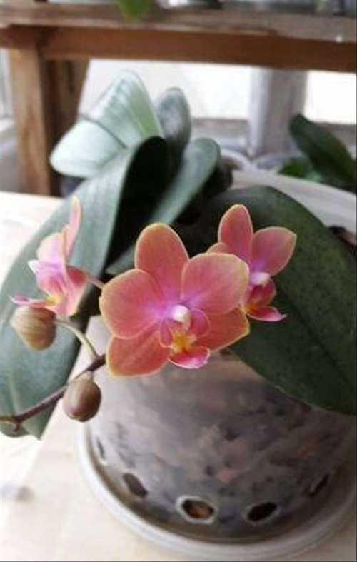 Орхидея дасти бель