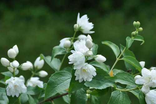 Саженцы из питомника. Чубушник жасмин