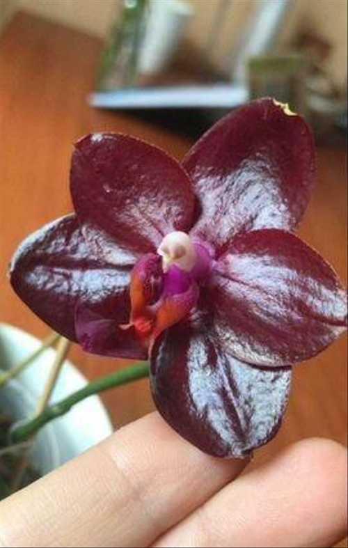 Орхидея фаленопсис Mituo King