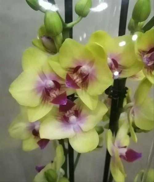 Орхидея фаленопсис Спанки