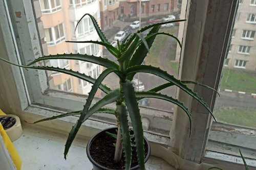 Алоэвера