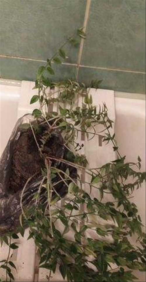 Отдам Хойя белла Hoya bella старое растение