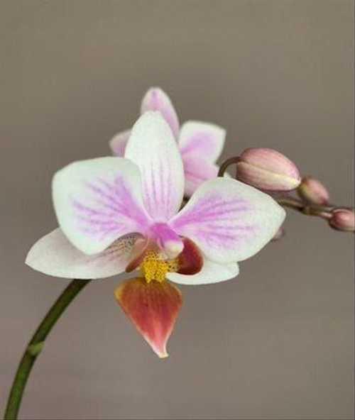 Орхидея фаленопсис Intermedia