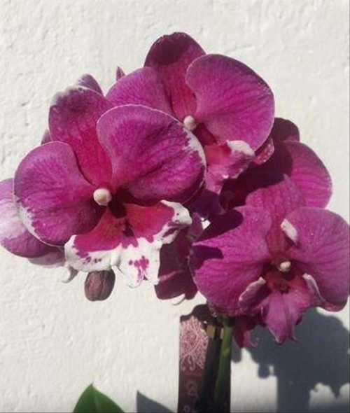 Орхидея фаленопсис тёмный биг лип