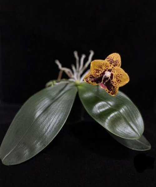 Phal. zheng min anaconda