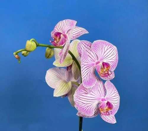 Комнатное растение Орхидея