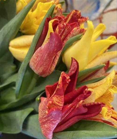 Тюльпан стрипт краун