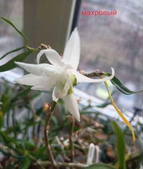 Орхидея дендробиум монилиформе махровый