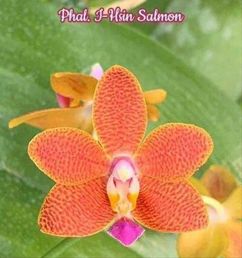 Орхидея Phal. I-Hsin Salamon B35 2.5"