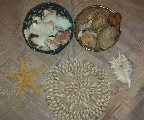 Морские ракушки разных размеров, морская звезда
