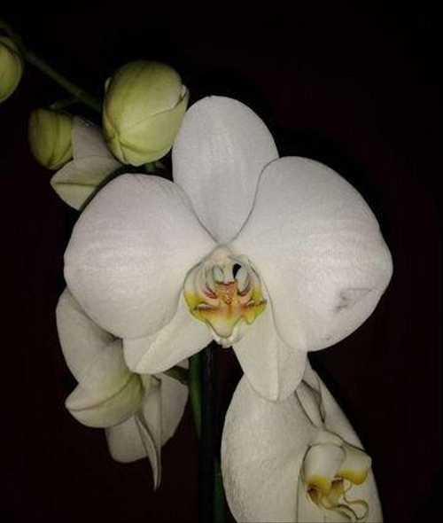 Орхидея фаленопсис Афродита