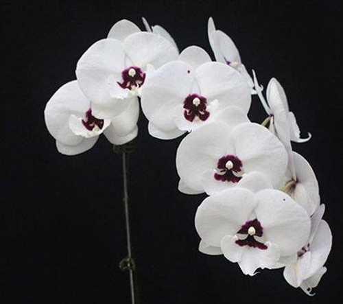 Орхидея Phal. Charming Panda