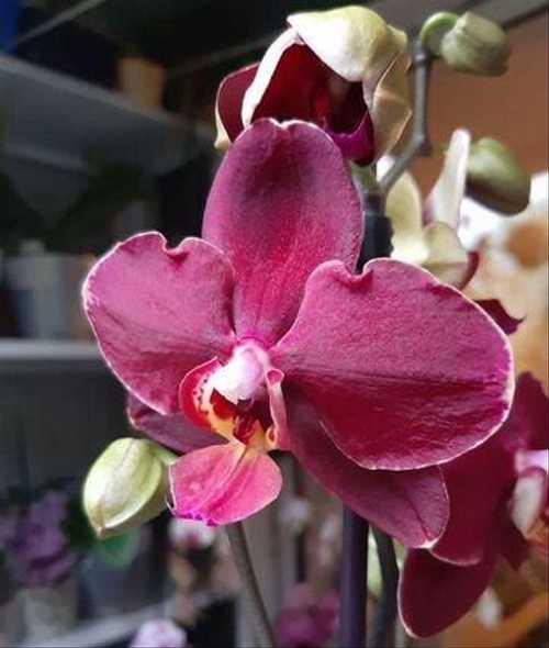 Орхидея Phalaenopsis Montreux